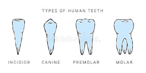 Types Of Human Teeth Sketch Style Drawing Infographics In Dentistry