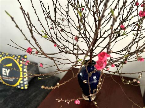 Tam Nguyen On Linkedin Tet Is Coming