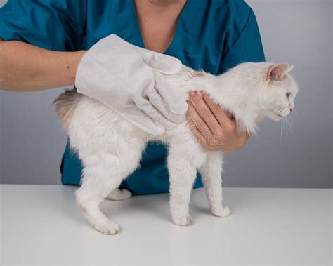 Veterinarian Washing A Fluffy White Cat With A Disposable Wet Glove