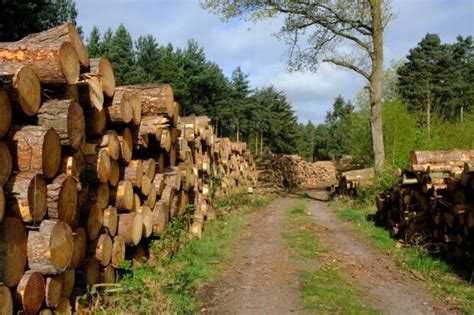 How Trees Can Stack Up To Help Your Farm Business Diversify Forestry Commission