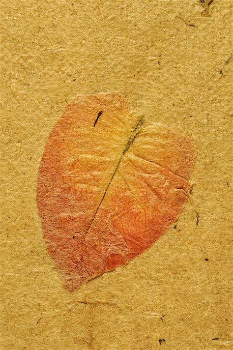 100 多张免费的“羊皮纸”和“纸”照片 Pixabay