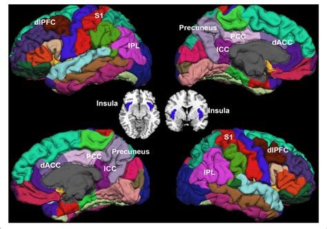 regions of interest sensorimotor network smn bilateral
