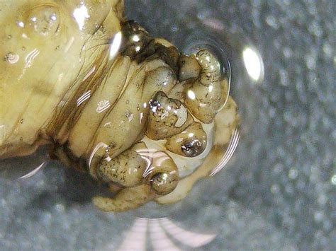 Tipulidae Larva Bugguidenet