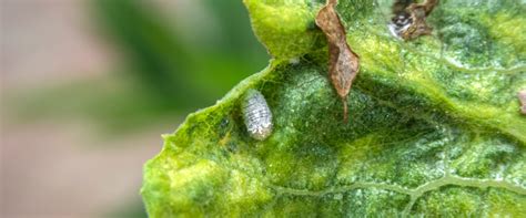 Mealybug On Leaf Biobee Chile