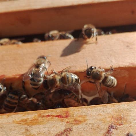 ფუტკრის რძე და თაფლი Royal Jelly And Honey