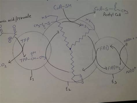 Factors Affecting The Conversion Of Pyruvic Acid To Acetyl Coa Enzyme Ppt