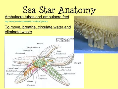 Echinoderms Ppt