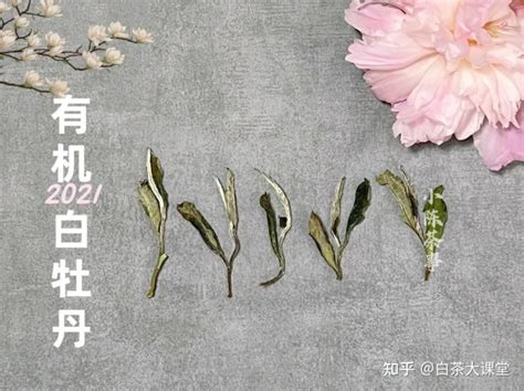 办公室喝白茶，教你3种泡法，简单又实用，夏天喝茶时用得着 知乎