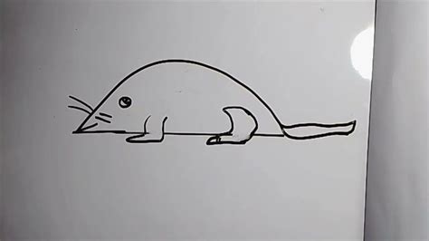 Rat Drawing Mouse Drawing How To Rat Drawing ইঁদুর আঁকা ইঁদুর আঁকার সহজ উপায়