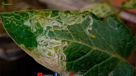 5 Steps To Control Leaf Miners Organic And Homemade Leaf Miner