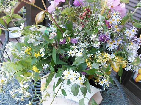 野の花に癒されて 野の花と風に吹かれて・・