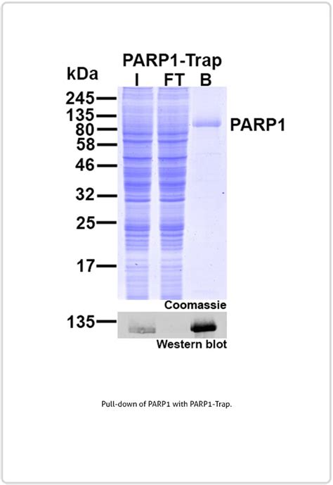 Results For Parp1 Proteintech Group