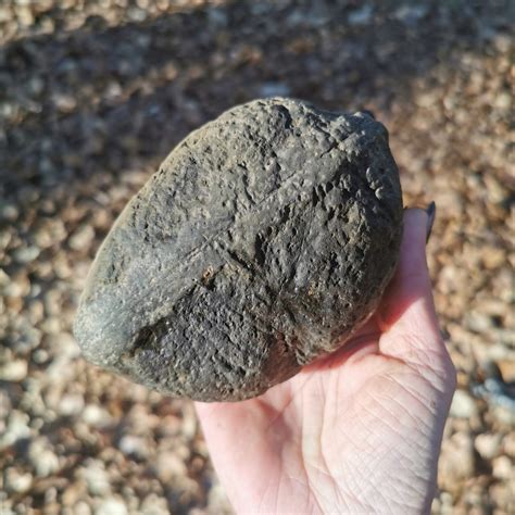 Is This A Seed Fossil Discuss Fossils
