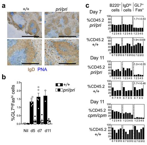 Dock8 Mutation Causes An Intrinsic Defect In Germinal Center B Cells