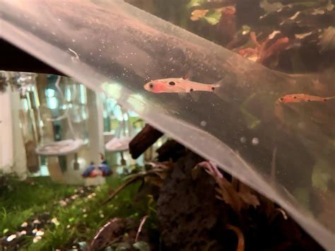 Help In Identifying These Rasboras Think I Got Sent The Wrong Ones