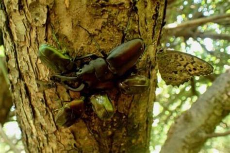 クワガタ、カブトムシが集まる（採れる）木を知っておこう！2018年度版 【アラカシ】【ヤナギ】⑤ クワガタ・カブトムシ飼育情報：月夜野きのこ園