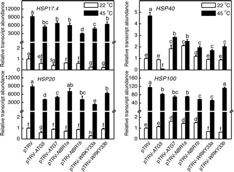 Regulation Of Heat Induced Expression Of Tomato Hsp Genes Tomato