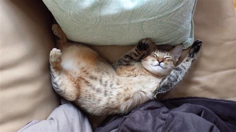 22 Adorable Things To Sooth Your Nerves After The Debate