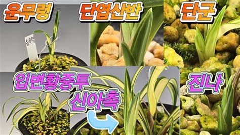화순 난청솔 24 06 10 월 한국춘란 판매 영상입니다 상품 운무령 입변황중투 단군 단엽산반 두화변 진나 5점