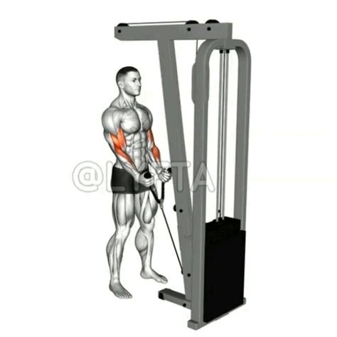 Hammer Curls Rope By Kendall Moore Exercise How To Skimble