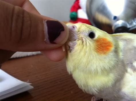 Sunnys Beak Is Broken Talk Cockatiels Forum