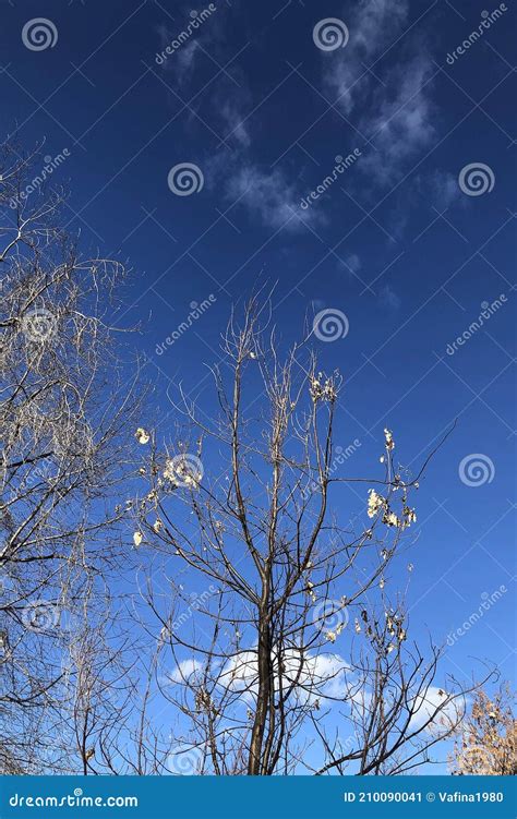 árboles Y Ramas Desnudos Contra El Cielo Azul Siluetas De Ramas De