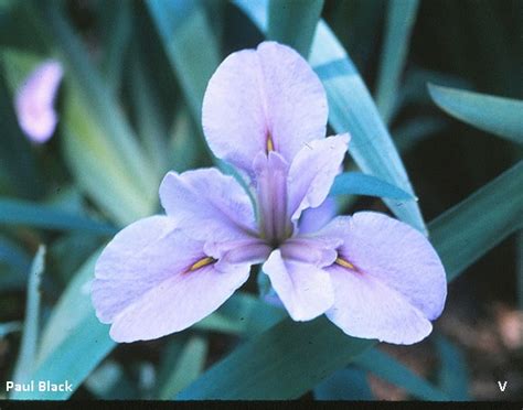 Bryce Leigh Historic Iris Preservation Society