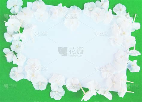 白色的绣球花