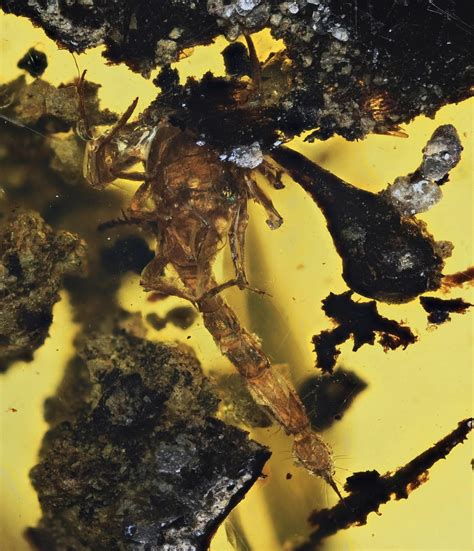 Rare Complete Scorpion Fossil Inclusion In Burmese Amber Etsy