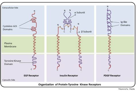 Tyrosine Kinase Receptor Insulin