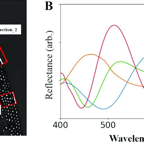 Reflectance Spectra Obtained From Fdtd Simulations A Four Simulated Download Scientific