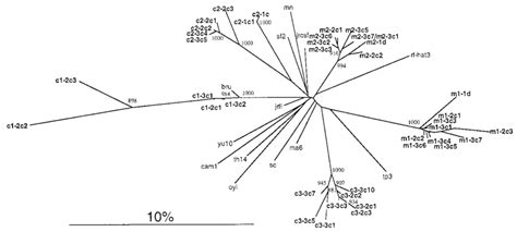 Neighbor Joining Phylogenetic Tree Of Hiv 1 Dna Sequences From The
