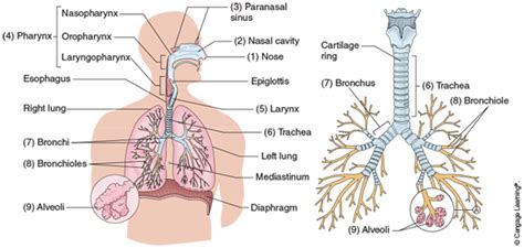 Medical Terminology Chapter 11 The Respiratory System Diagram Quizlet