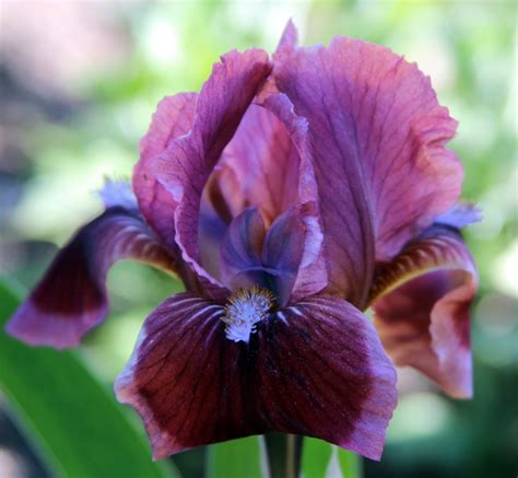 World Of Irises Talking Irises Tall Bearded Irises Companion Plants
