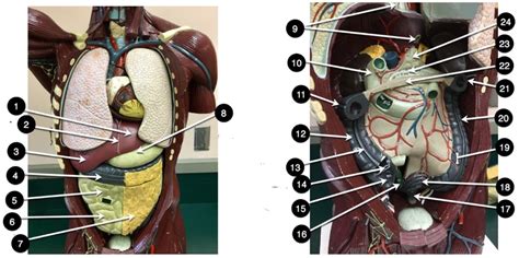 Organs In Torso Diagram Labeled Anatomy Torso Model Digestive My Xxx