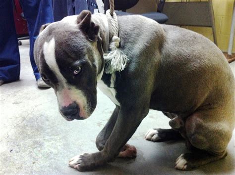 Young Abused Pit Bull Terrier Needs Home In La 893 Kpcc