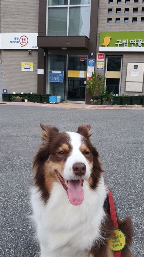 동키말고 난 통키야 보더콜리 통키 Youtube