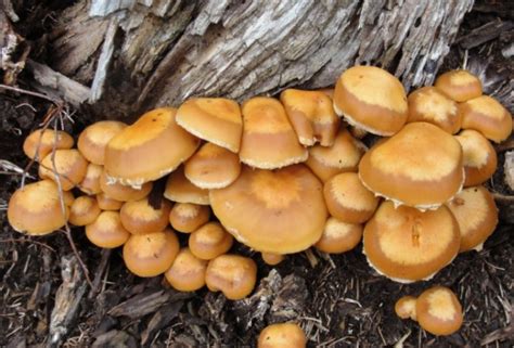 Опята Съедобные Фото И Описание Как Выглядят — Картинки