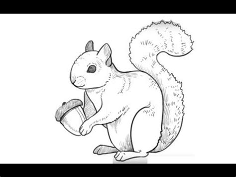 How to Draw a Squirrel Как нарисовать Белку YouTube Squirrel