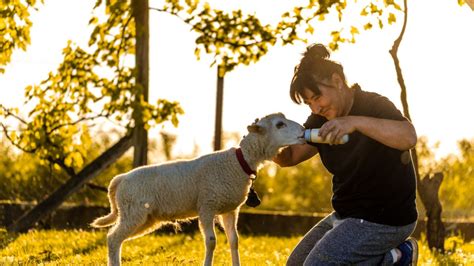Tres Cambios Clave Con La Nueva Ley De Bienestar Animal Noticias De