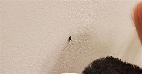 Bug Reference Pictures Album On Imgur