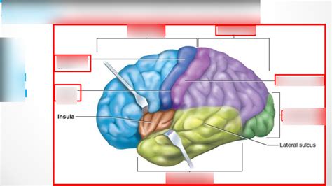 Unit 4 Lecture 14 Diagram Quizlet