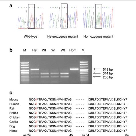 Analysis Of Kctd1 In Wild Type And Kctd1 I27n Mutant Mice A