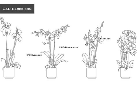 Orchid Vector Drawing Cad Blocks