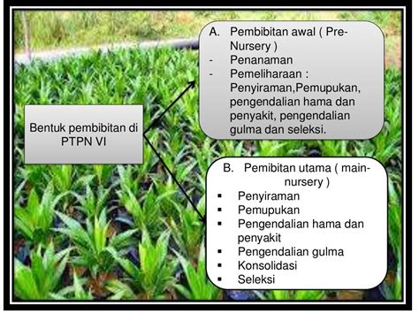 Manajemen Perkebunan Kelapa Sawit