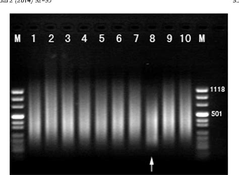 Figure 1 From Using Snp Array To Identify Aneuploidy And Segmental