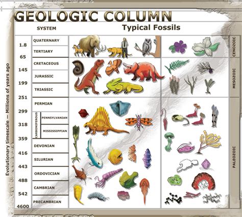 Fossils Wrong Place