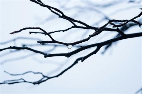 Premium Photo Tree Branch Against Sky