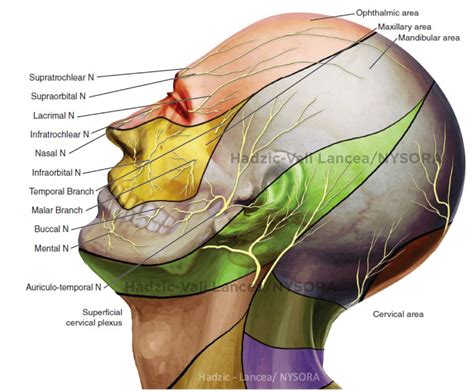 Scalp Nerve Block Anatomy The “scalp Block” Is Classically Grepmed