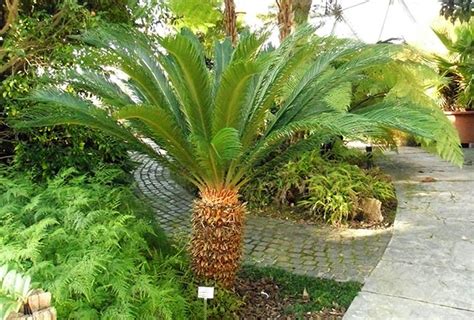 Como Plantar E Cuidar De Cica Cycas Revoluta Cuidados